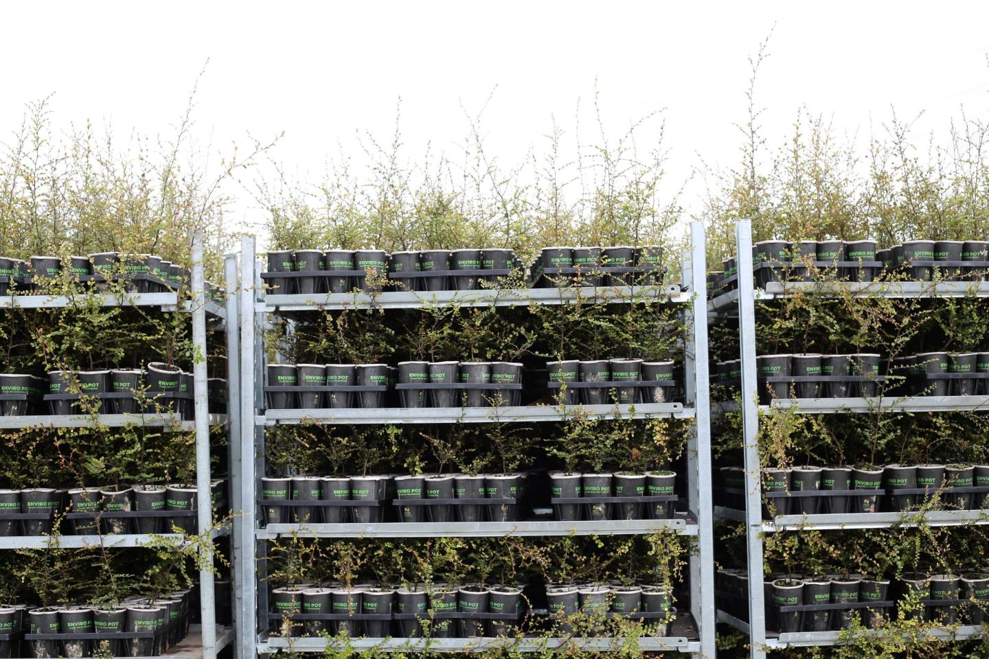 Delivering at Scale: How Riverside Horticulture Supports New Zealand’s ...