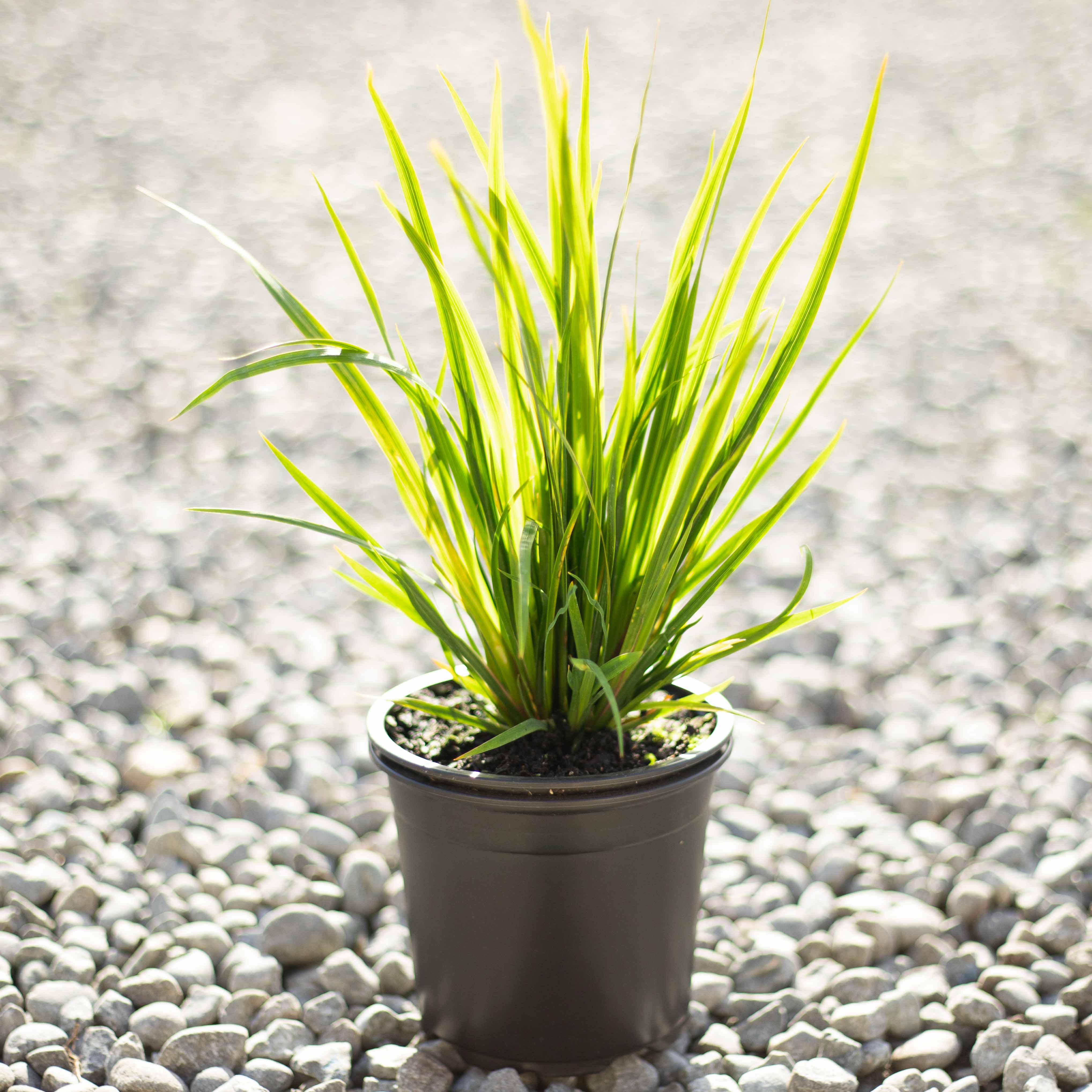 Libertia grandiflora (1.5L pot) - Riverside Horticulture - Growing for ...