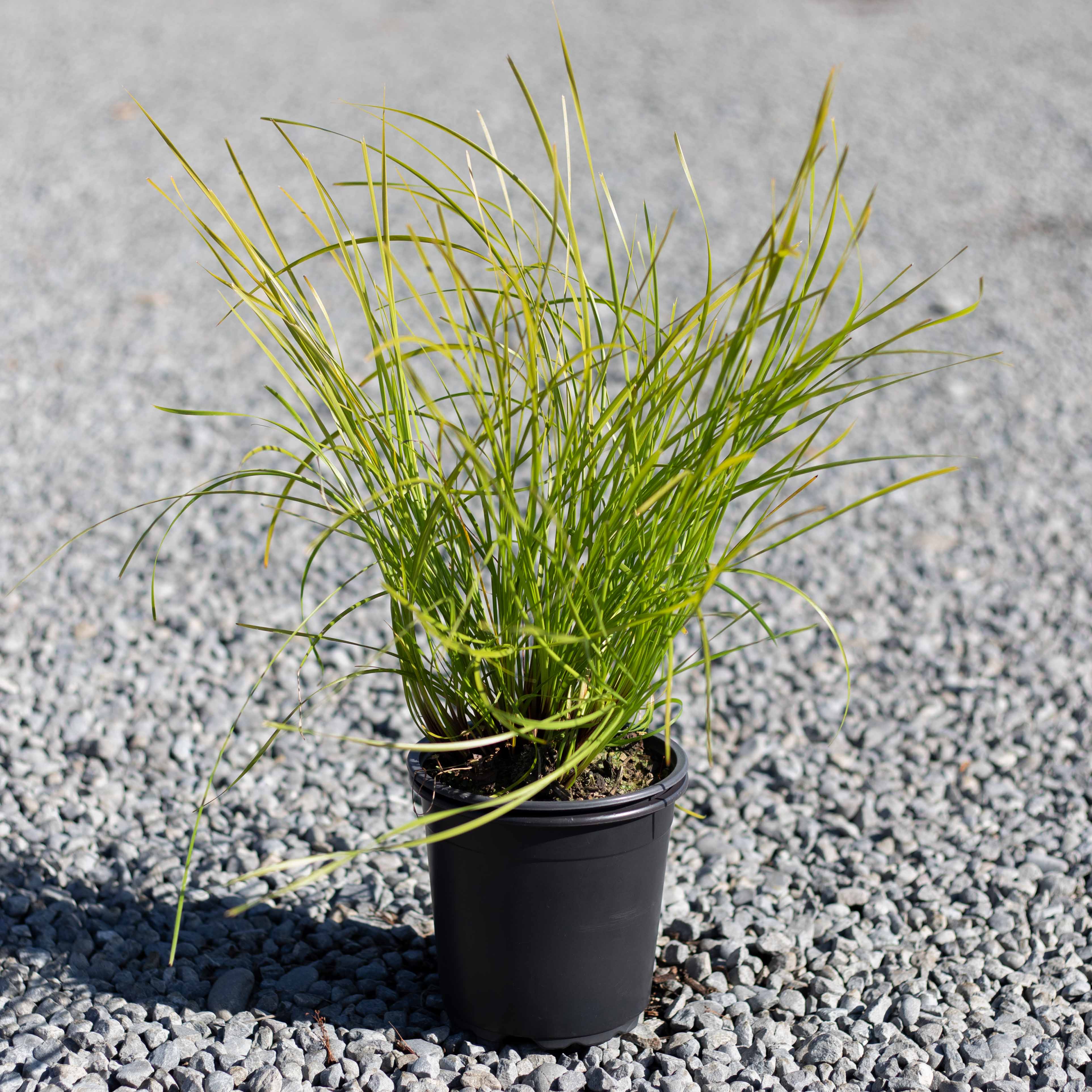 Shop Lomandra Tanika (2.5L pot) - Riverside Horticulture - Growing for ...