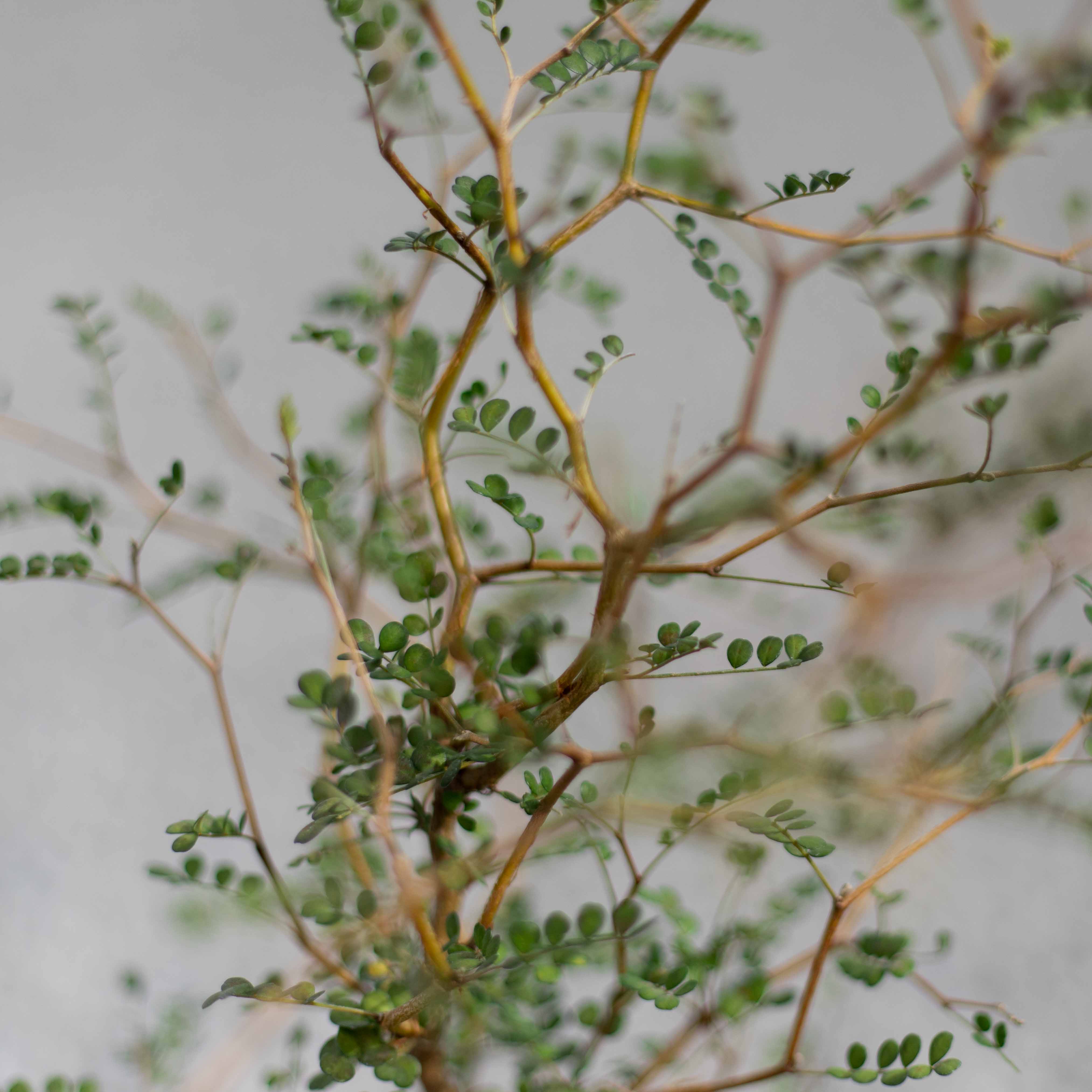 Sophora Microphylla Growing Conditions