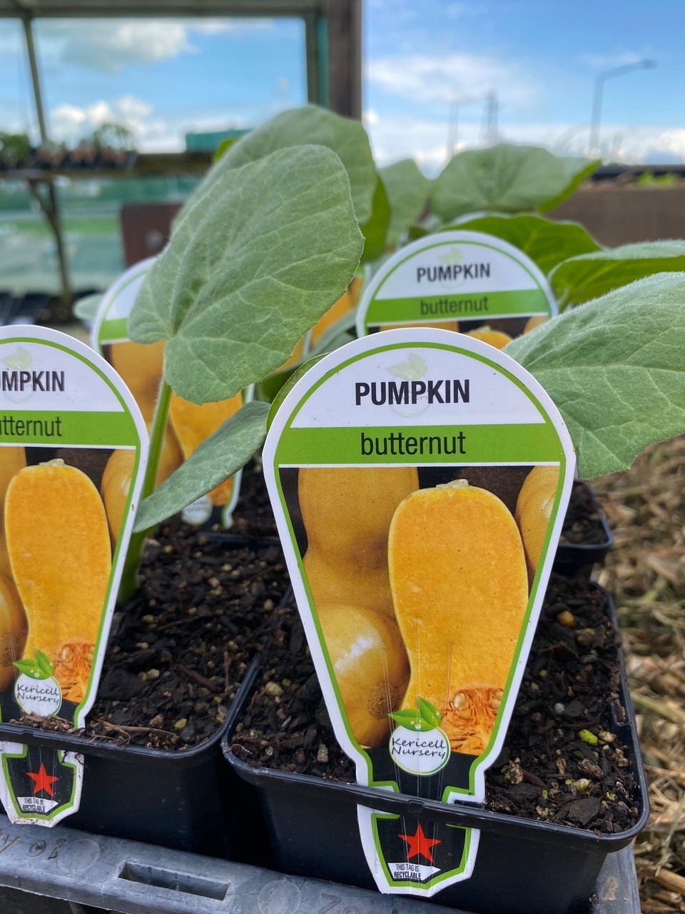 Shop Pumpkin (Butternut) - Single Cell Seedling - Timberline ...