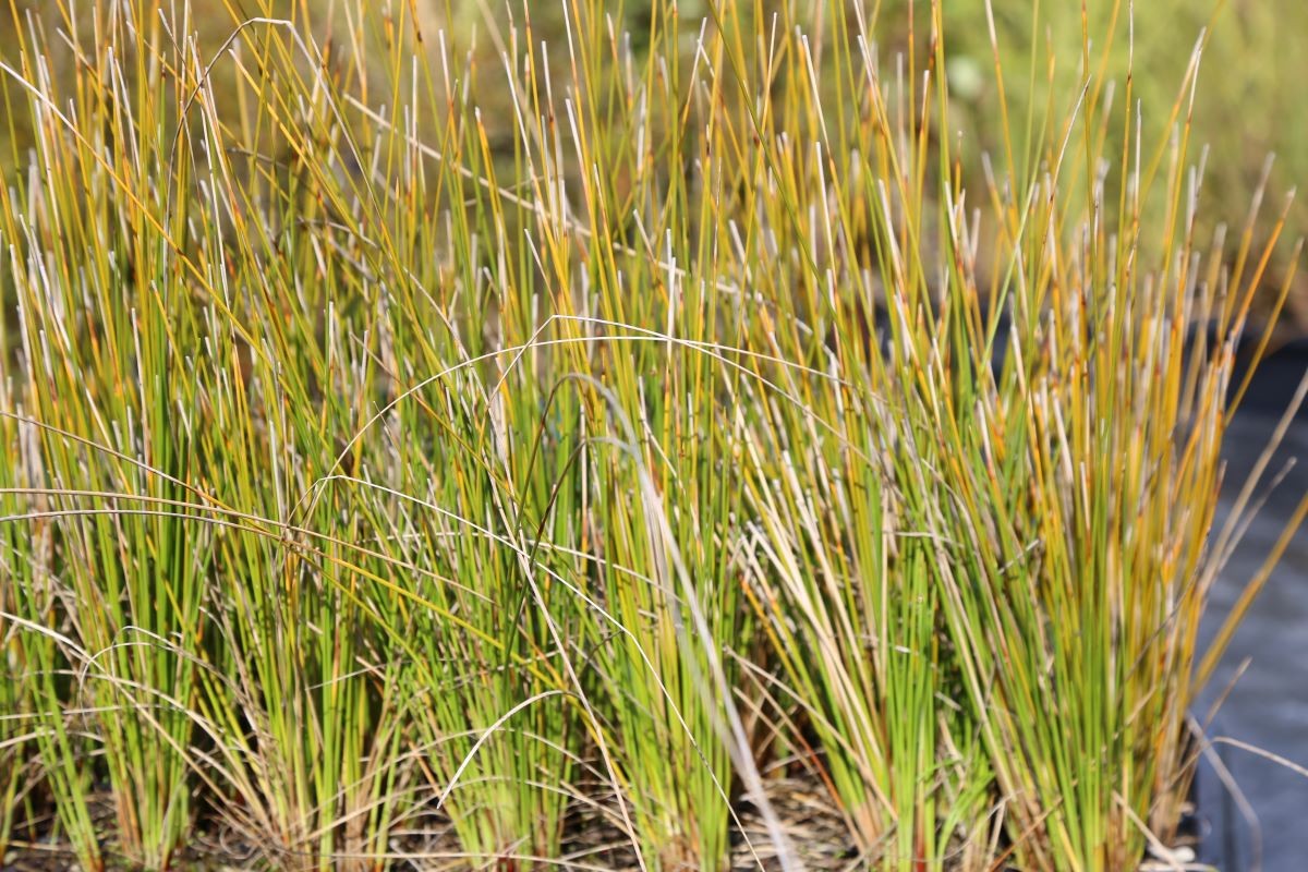 Ficinia nodosa - Riverside Horticulture - Growing for large planting ...
